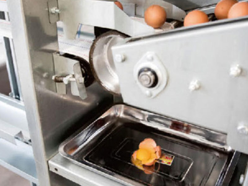 Smart Chicken Feeding Systems for Efficient Poultry Care - Shandong ...