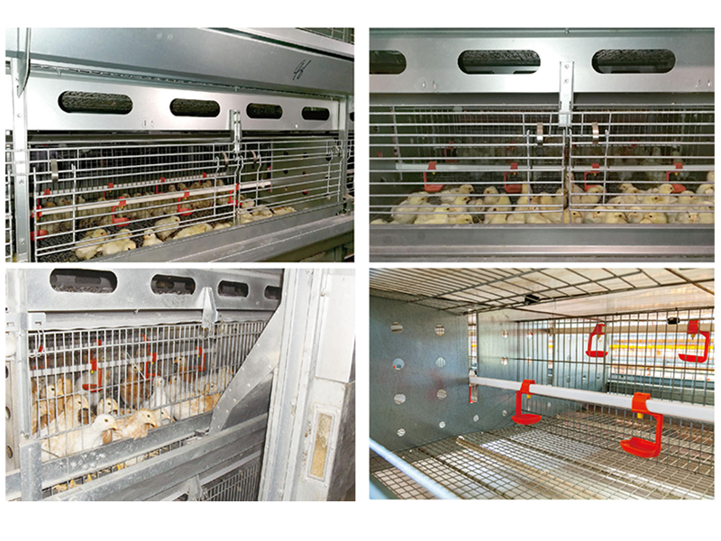 Precision Swine Feeding Disc Line Systems Boost Pig Growth Performance ...