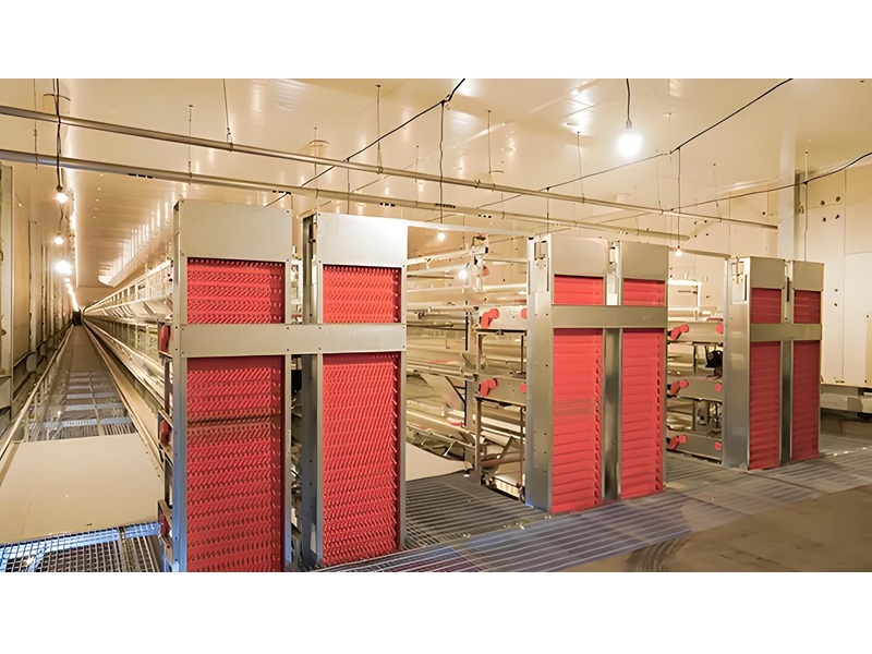 Egg Collection System China Manufacturers - Shandong Jucheng ...
