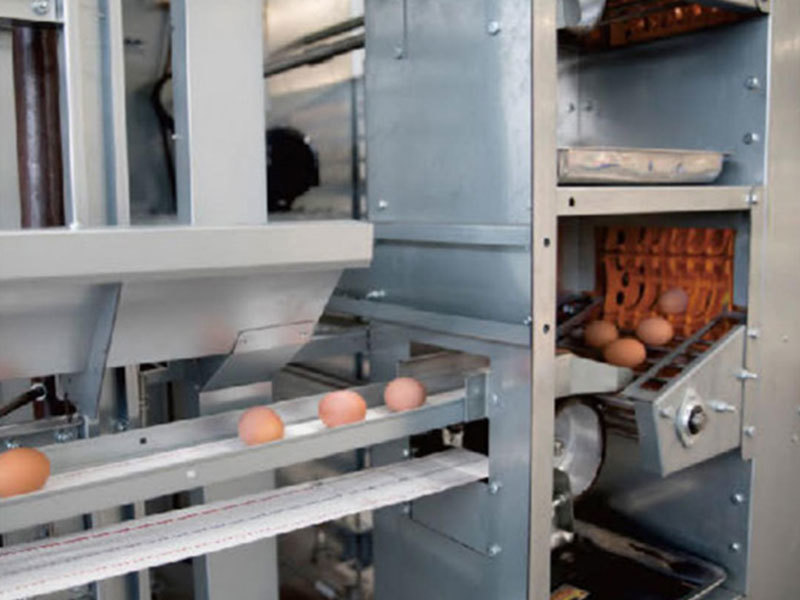 How Poultry Farming Equipment Is Transforming Commercial Chicken ...