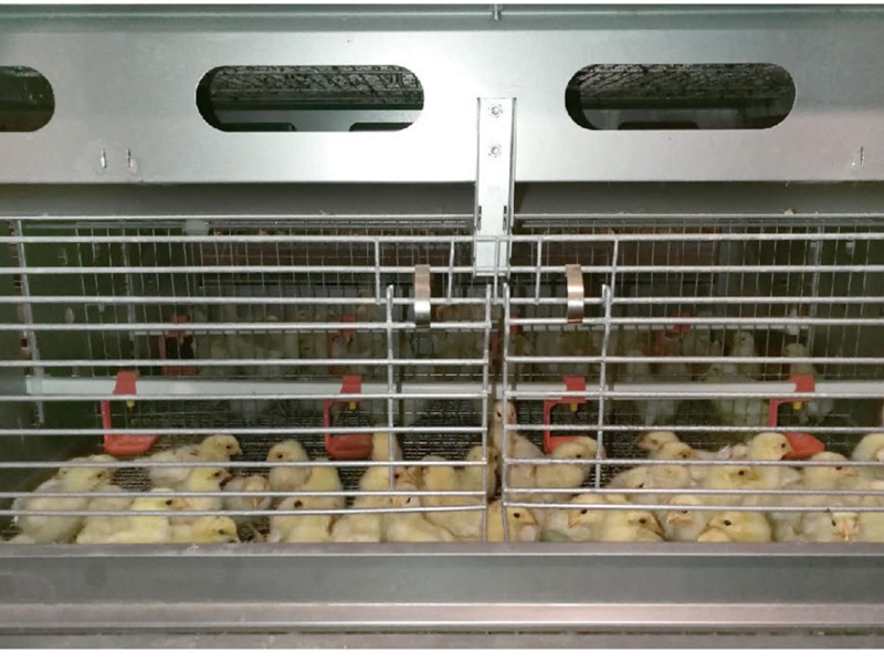 Chicken Layer Cage Equipment Market Growth Driven by Automatic Egg ...