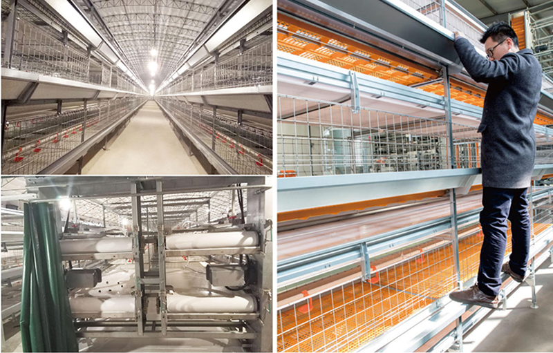 Poultry Feed Storage Tanks Ensure Fresh and Safe Feed Supply - Shandong ...