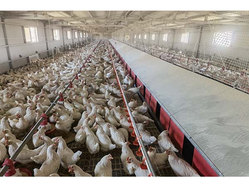 Smart Pig Farming Equipment for Large-Scale Operations - Shandong ...