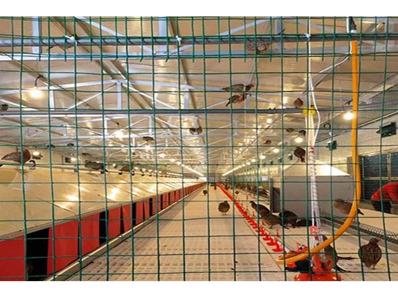 Chicken Farming Equipment and Its Role in Global Food Security ...