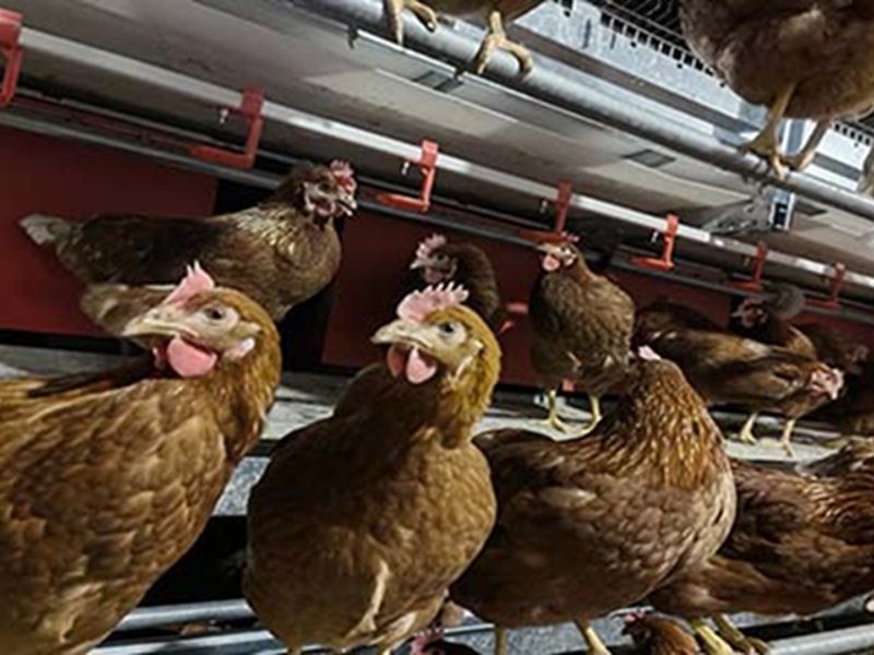 Chicken Feeding Machine Technology Driving Next-Level Poultry Farming ...