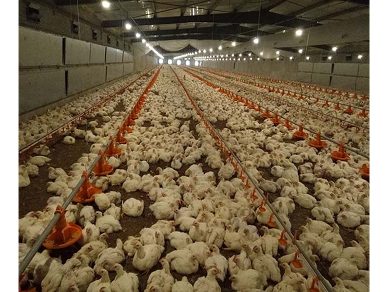 How Poultry Brooder Equipment Ensures Better Survival Rates in Chicks ...