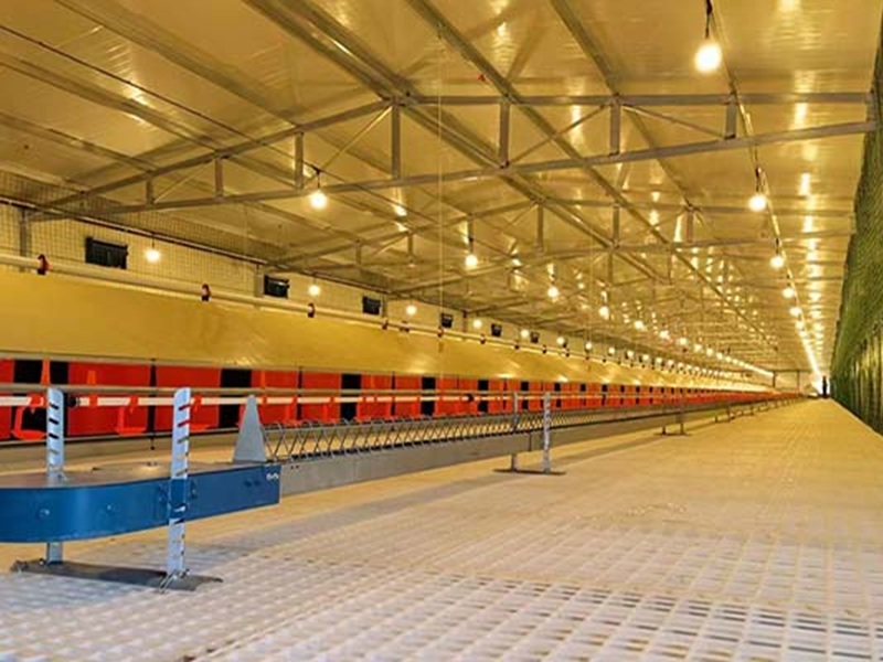 The Rise of IoT-Based Poultry Farm Automation Systems - Shandong ...